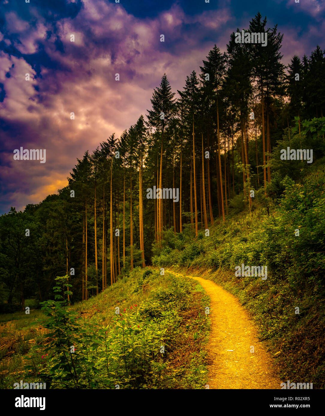 Hiking path and sunset in beautiful woods panoramic view, inspirational ...