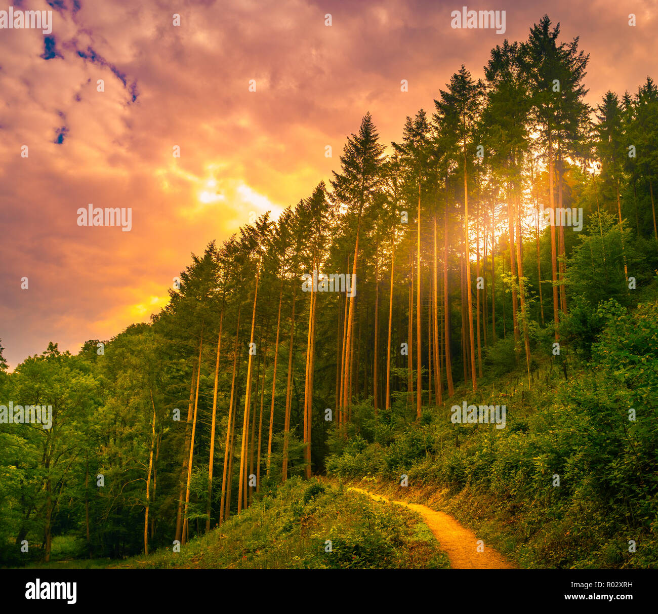 Hiking path and sunset in beautiful woods panoramic view, inspirational ...