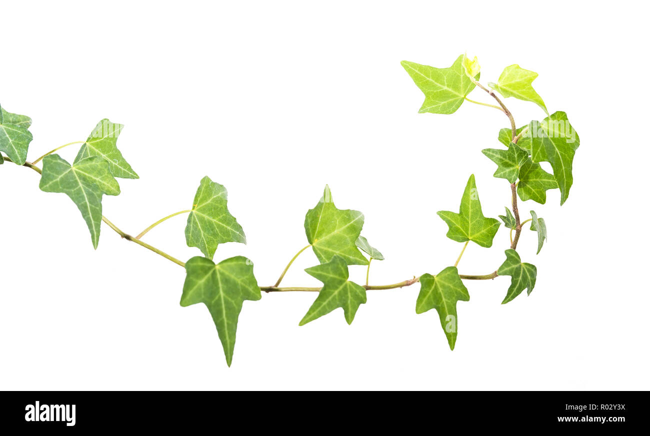 ivy leaves isolated on a white background Stock Photo - Alamy