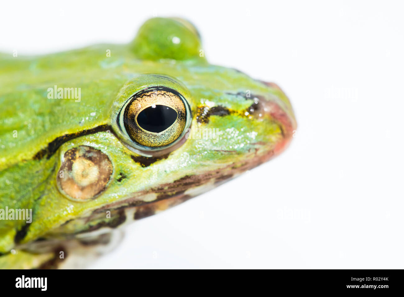 Common green frog isolated on white hi-res stock photography and images ...