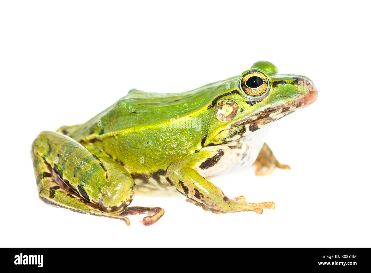 portrait of a green frog isolated on a white background Stock Photo - Alamy