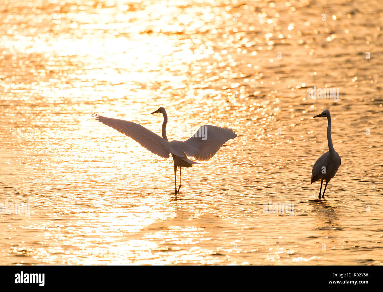 egrets play in sunset Stock Photo - Alamy