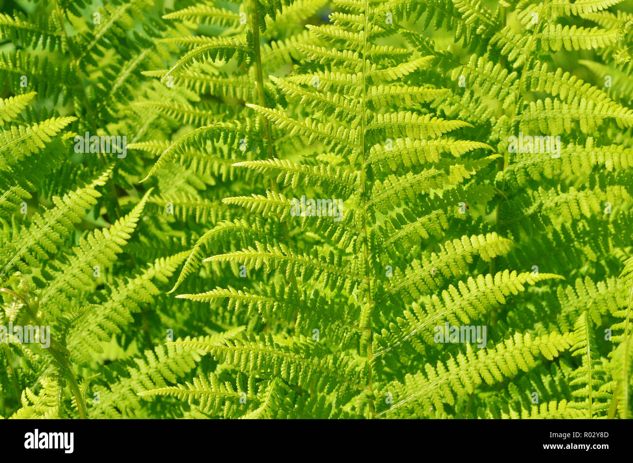 Ancient fern hi-res stock photography and images - Alamy
