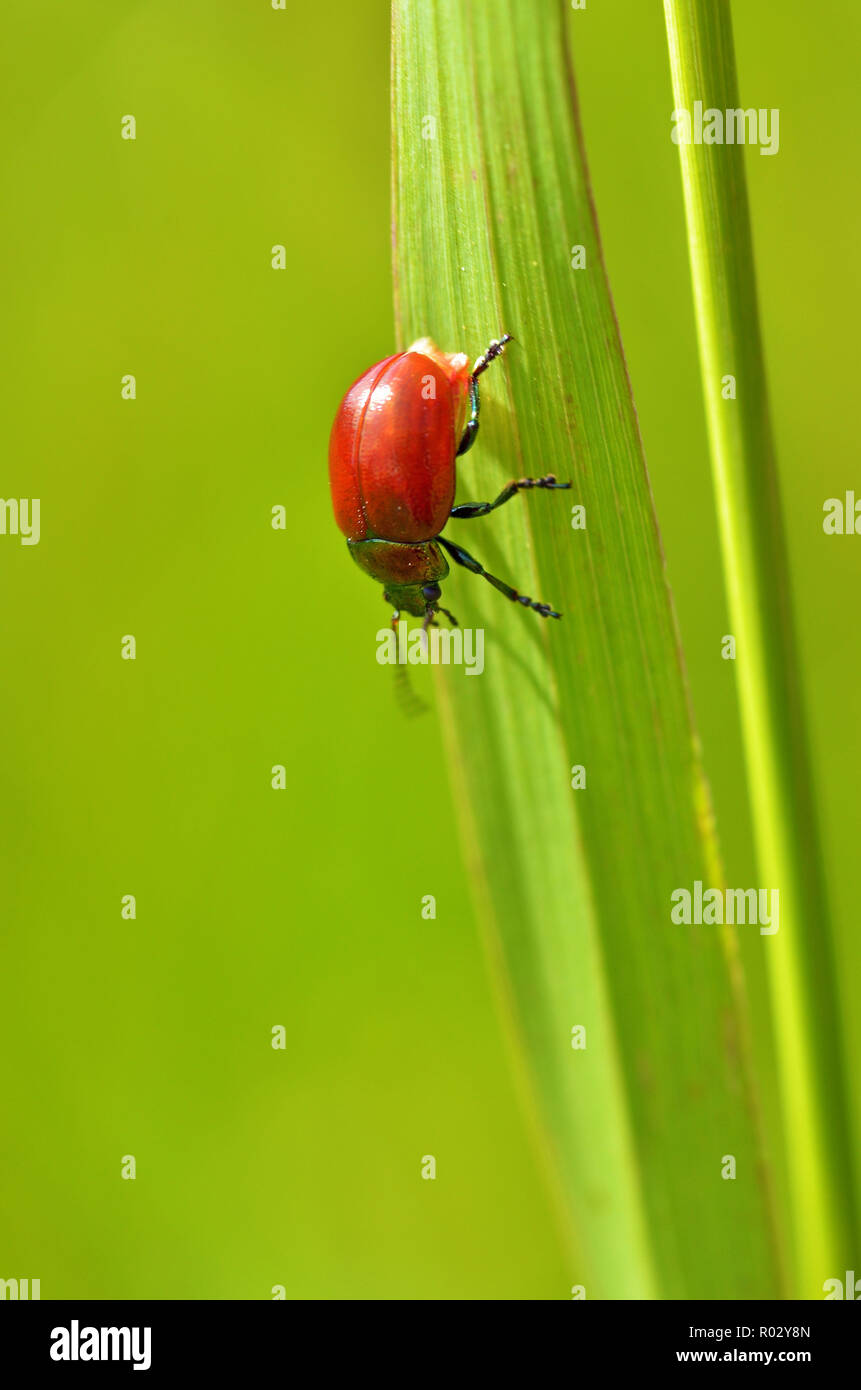 Insects crawling on grass hi-res stock photography and images - Alamy
