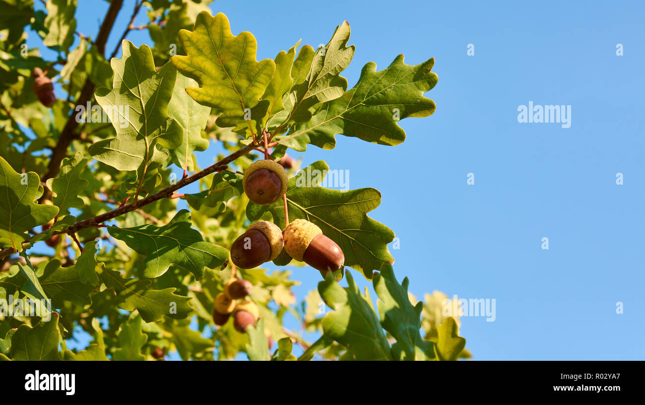 Three acorns hi-res stock photography and images - Alamy
