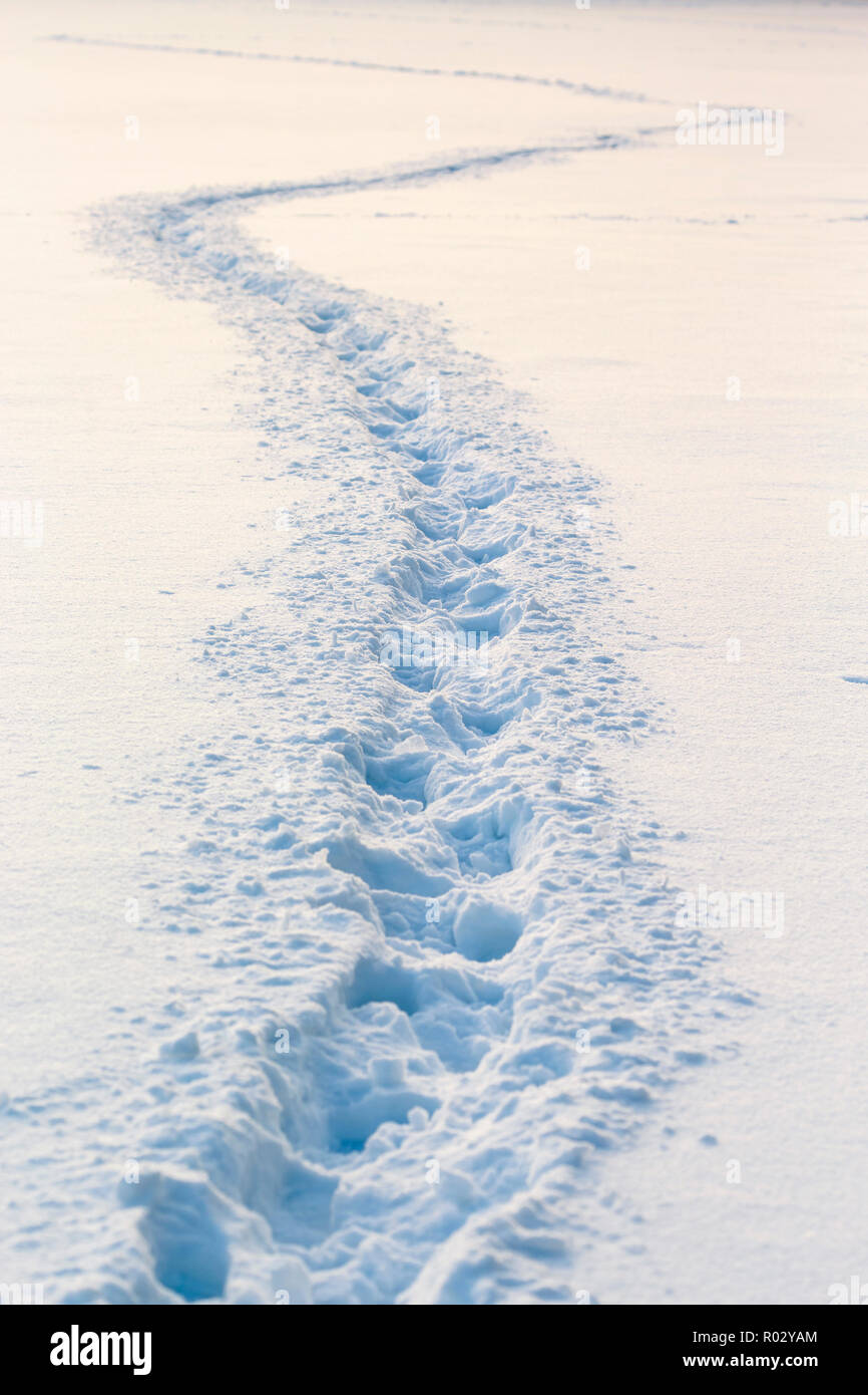 Footprints in deep snow on a field Stock Photo - Alamy