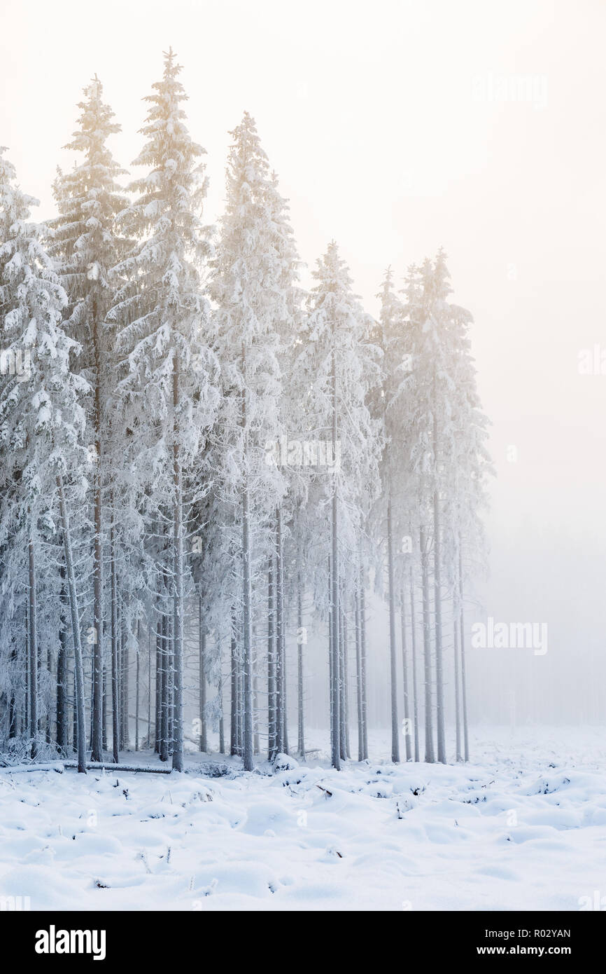 Coniferous forest in winter with cold fog Stock Photo - Alamy