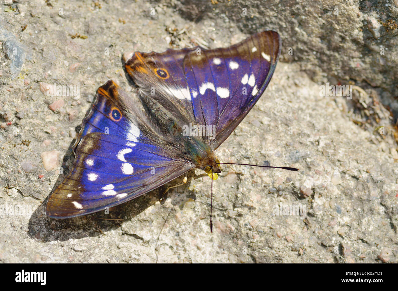 Beautiful butterfly sitting on a stone.In the sun it changes the color ...