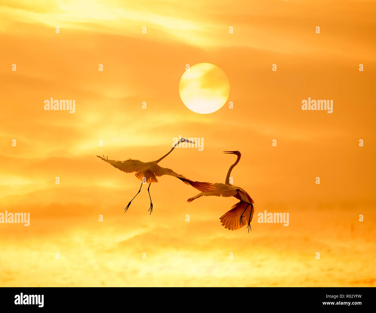 egrets play in sunset Stock Photo - Alamy
