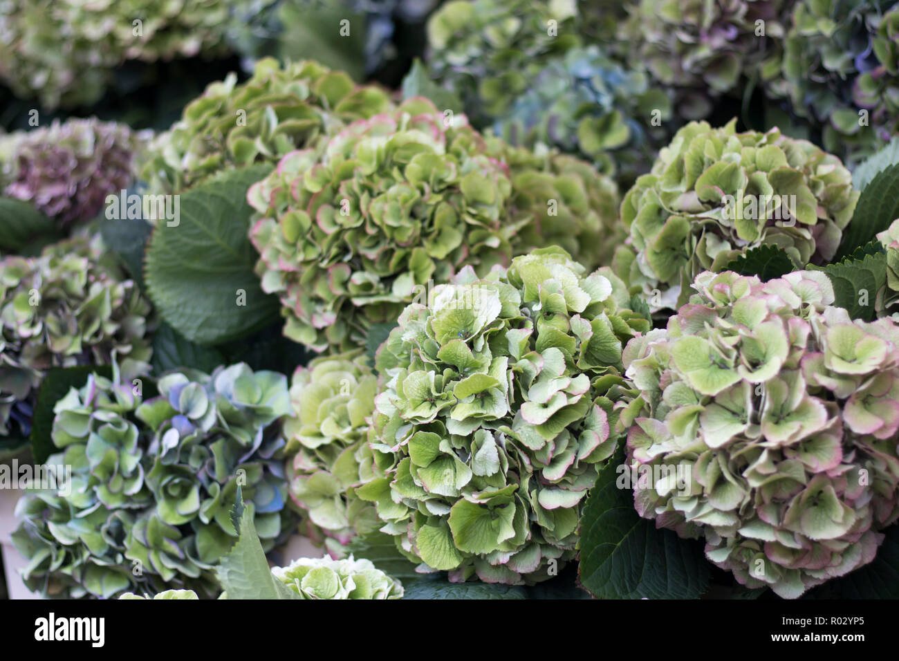 Hydrangeas in fall hi-res stock photography and images - Alamy