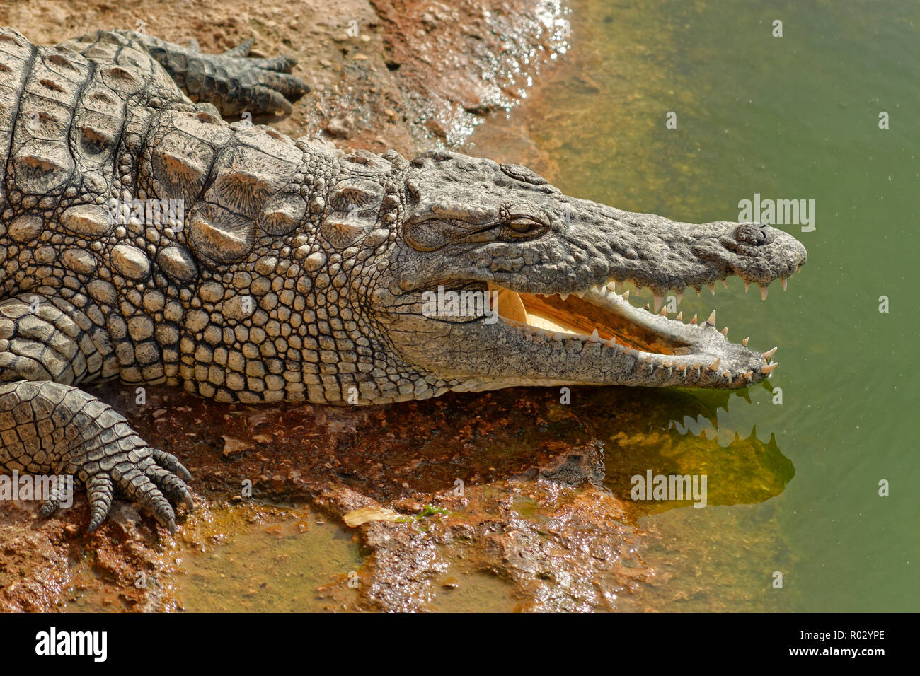 Nile crocodile, Crocodylus niloticus Stock Photo - Alamy
