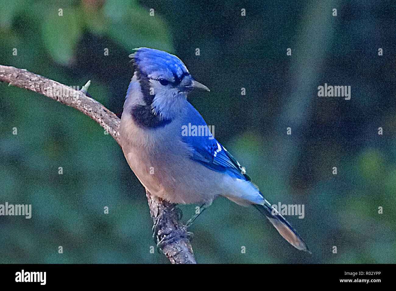 Blue jay flying hi-res stock photography and images - Alamy
