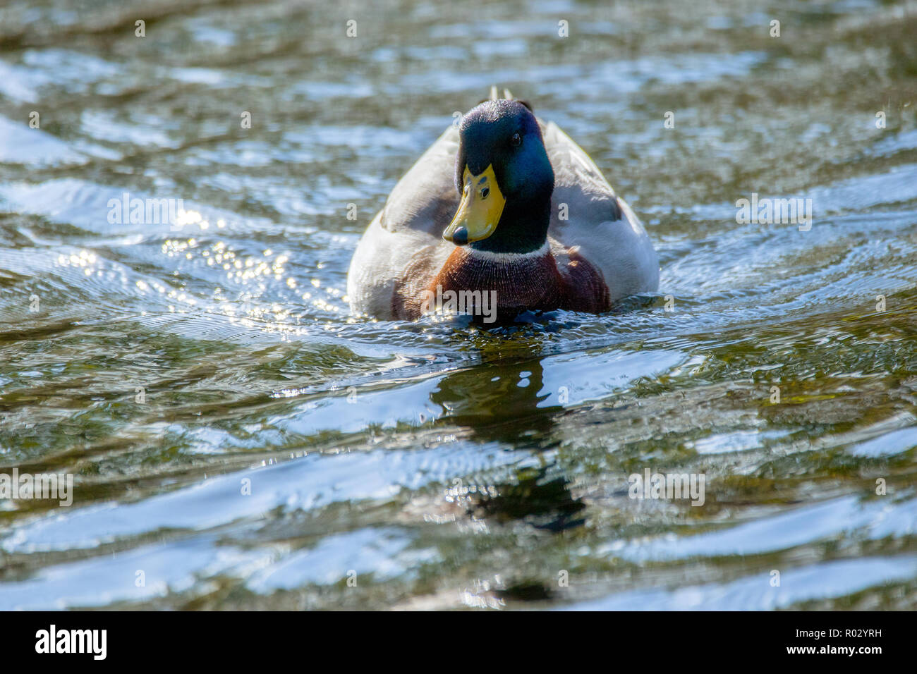 an image of a wild drake one floating on the river Stock Photo - Alamy