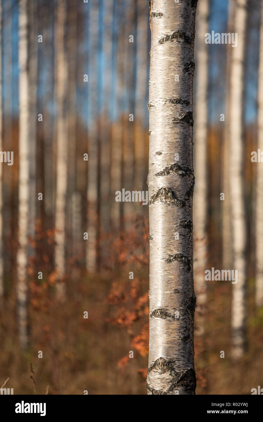 Right focus tree hi-res stock photography and images - Alamy