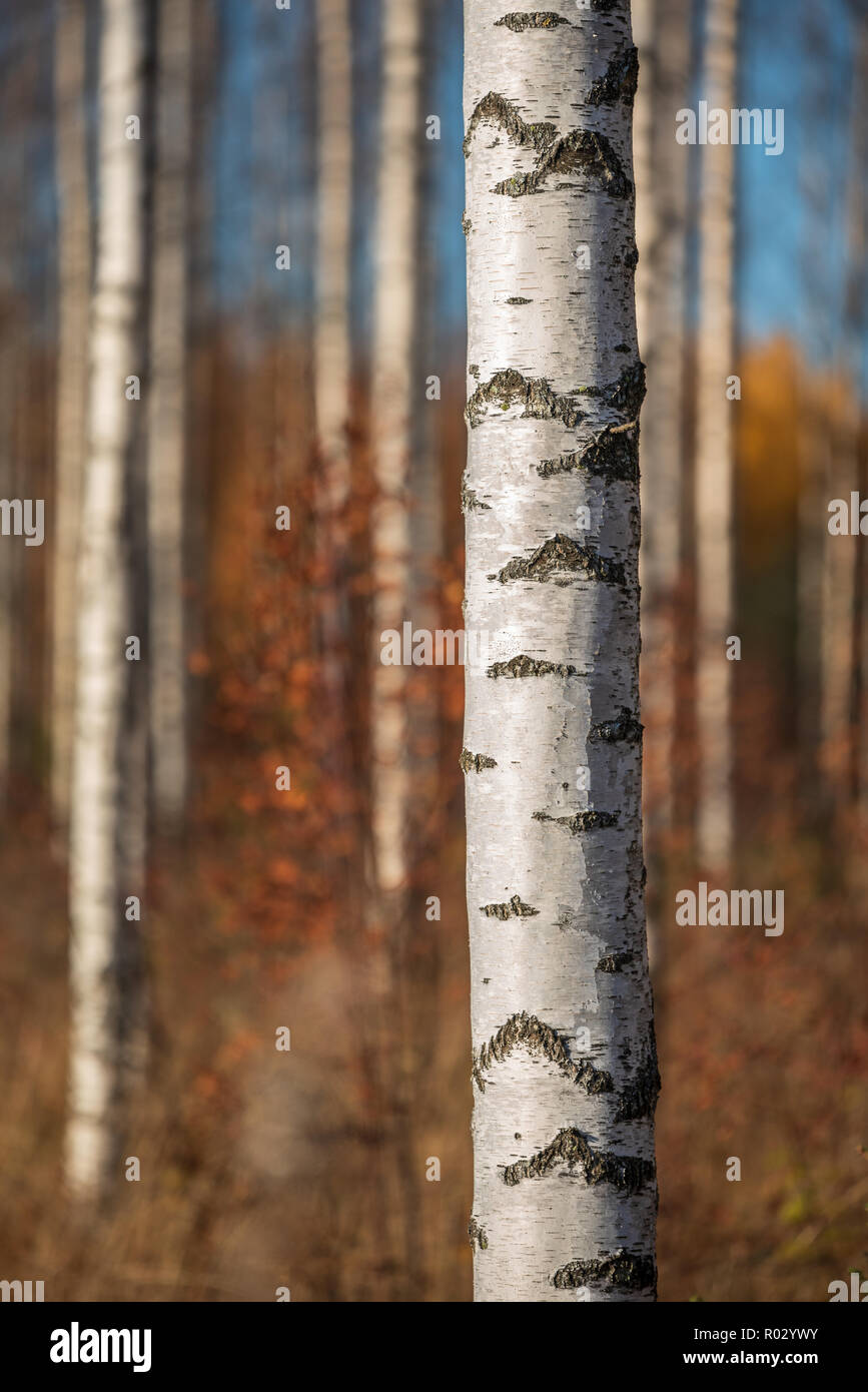 Forest birch trees leaves hi-res stock photography and images - Alamy