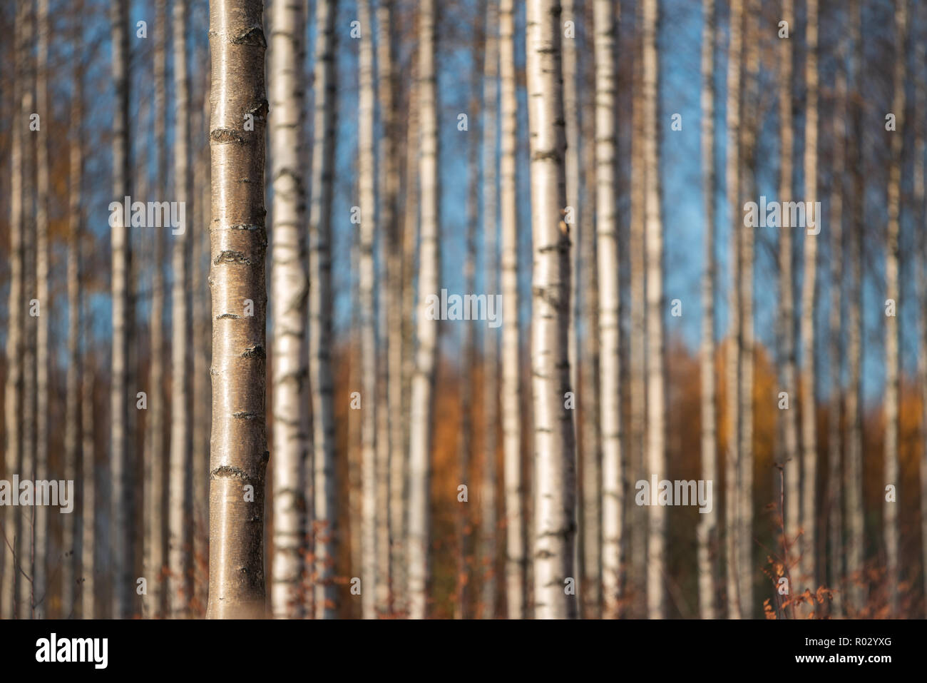 Autumn birch forest. Focus on tree trunk on the left. Shallow depth of ...
