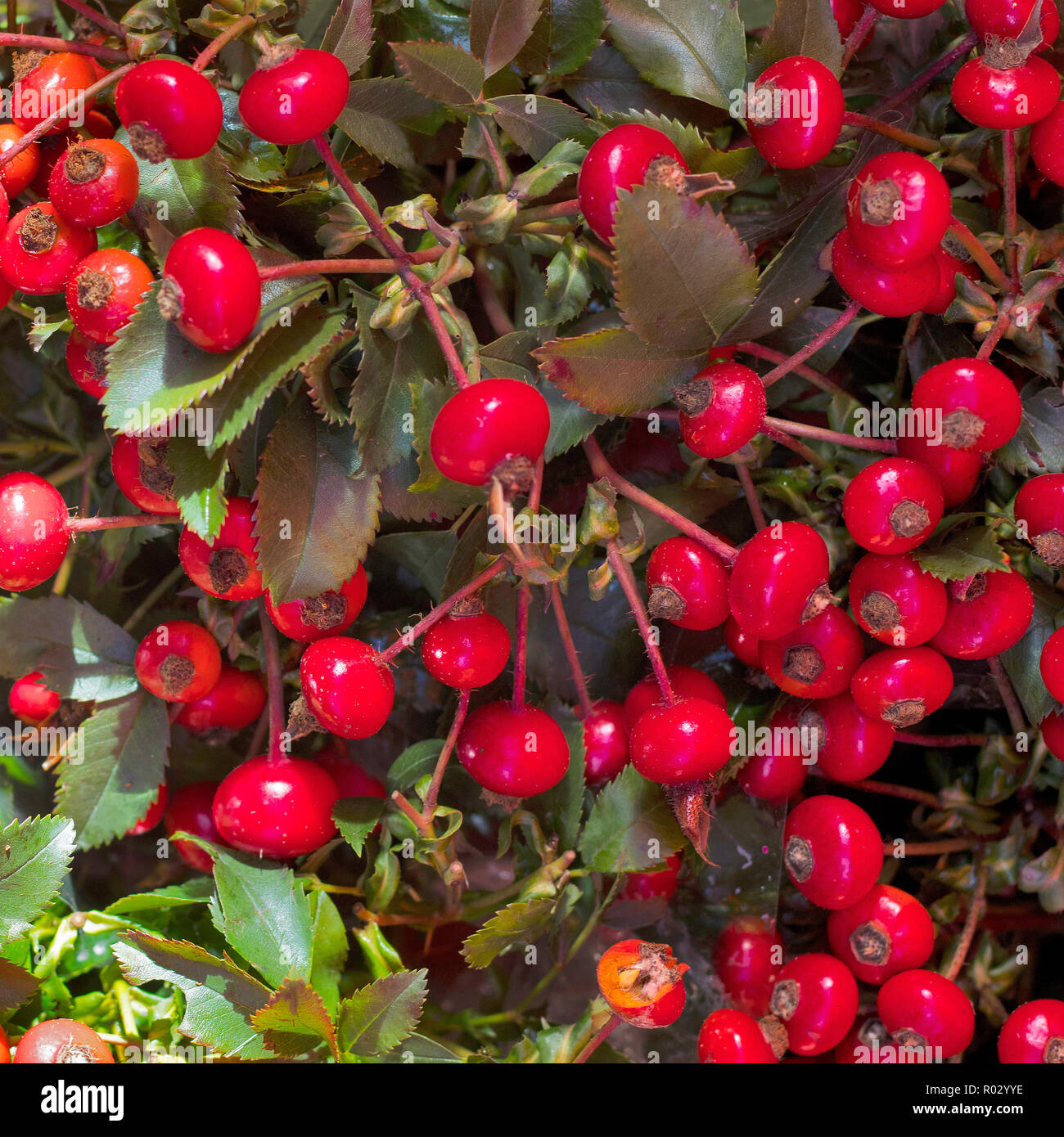 Hawthorn Tree Berries Edible