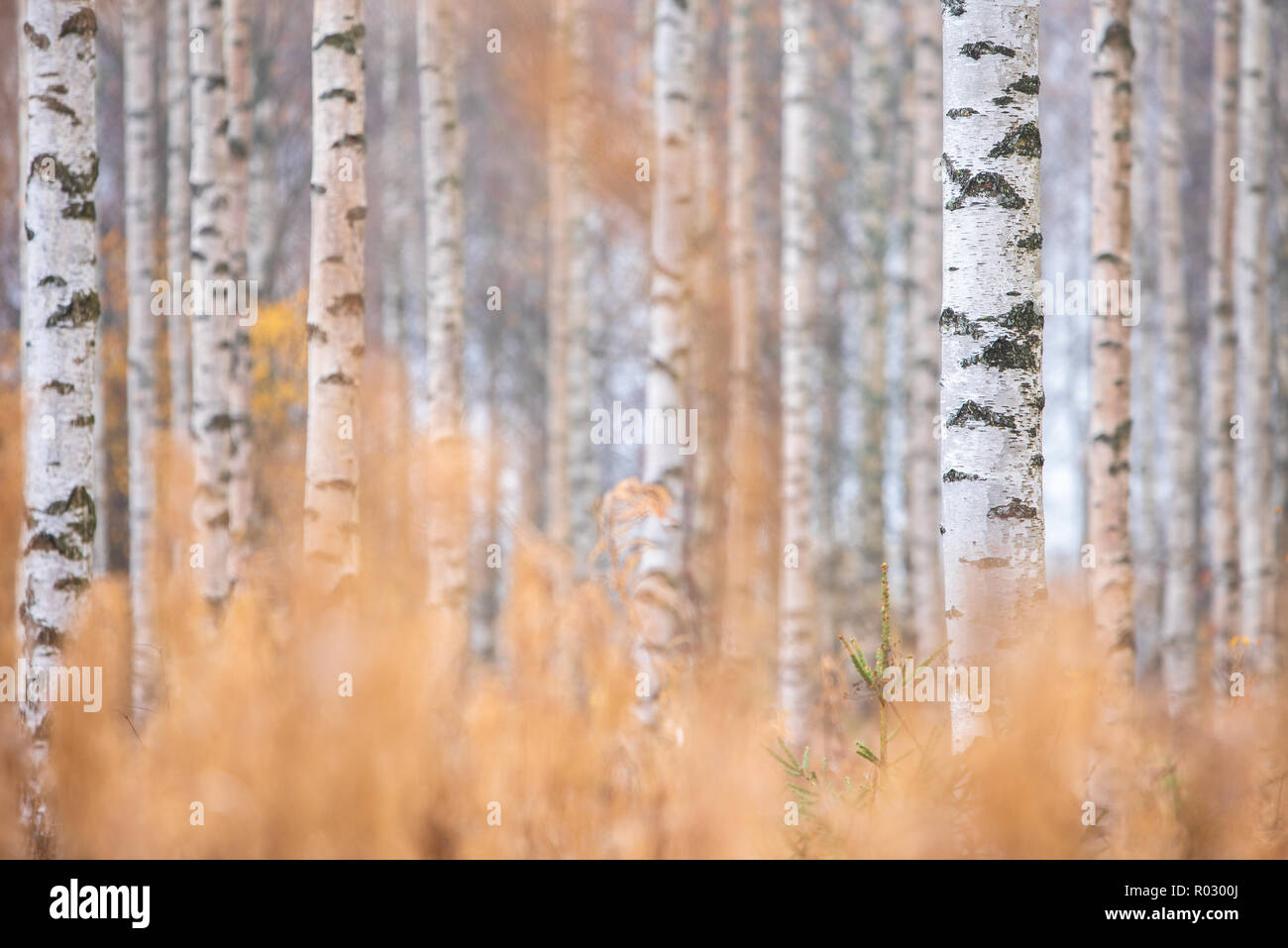 Birch (Betula pendula) tree trunks in autumn forest Stock Photo - Alamy