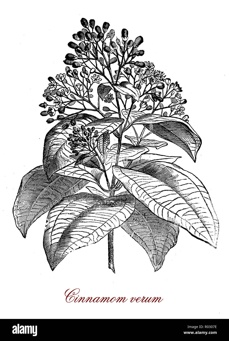 Ceylon cinnamon tree hi-res stock photography and images - Alamy