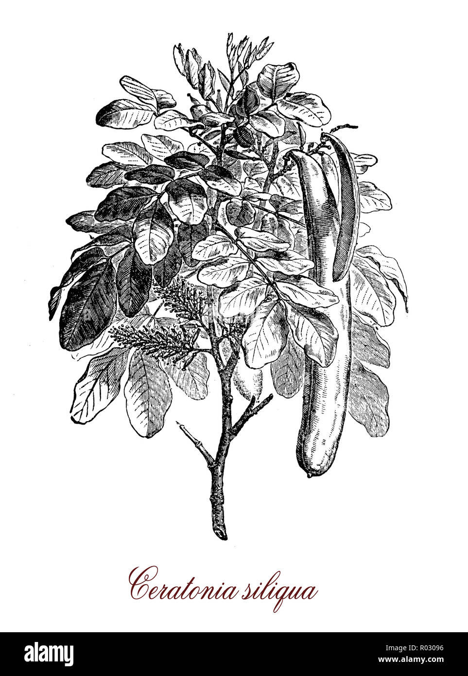 Carob tree drawing hi-res stock photography and images - Alamy