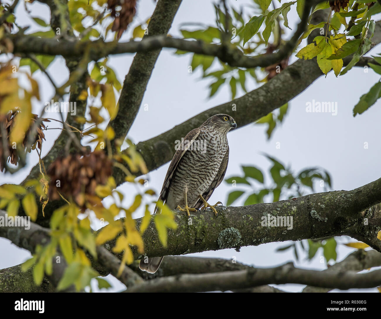Sparrow hawk perch hi-res stock photography and images - Alamy