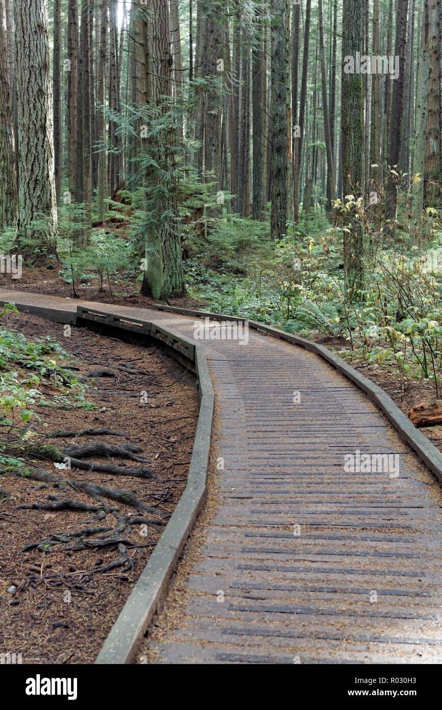 Boardwalk elevated walkway on a trail in Pacific Spirit Regional Park ...