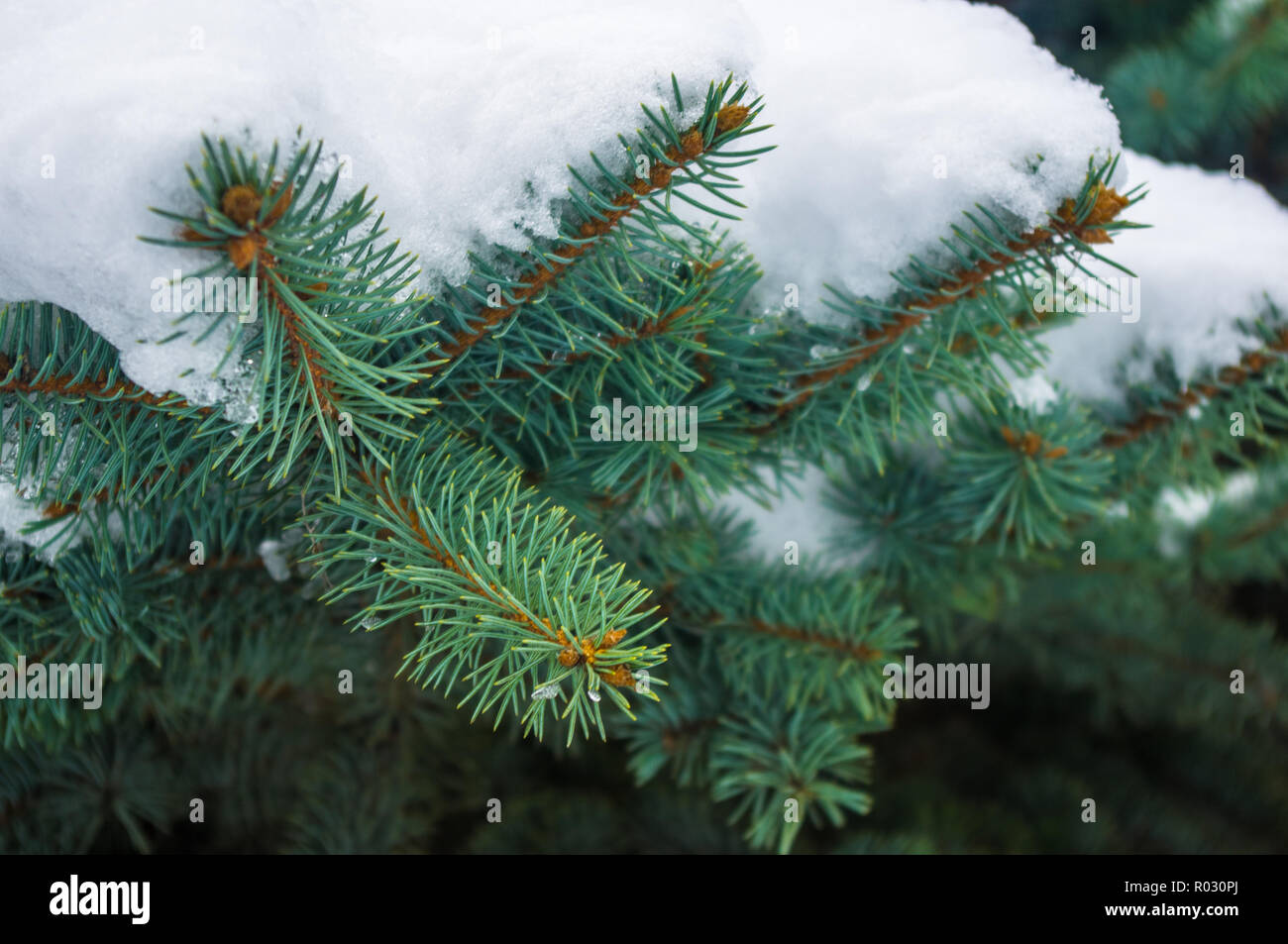Green fluffy fir tree branch in the snow, Christmas wallpaper concept ...