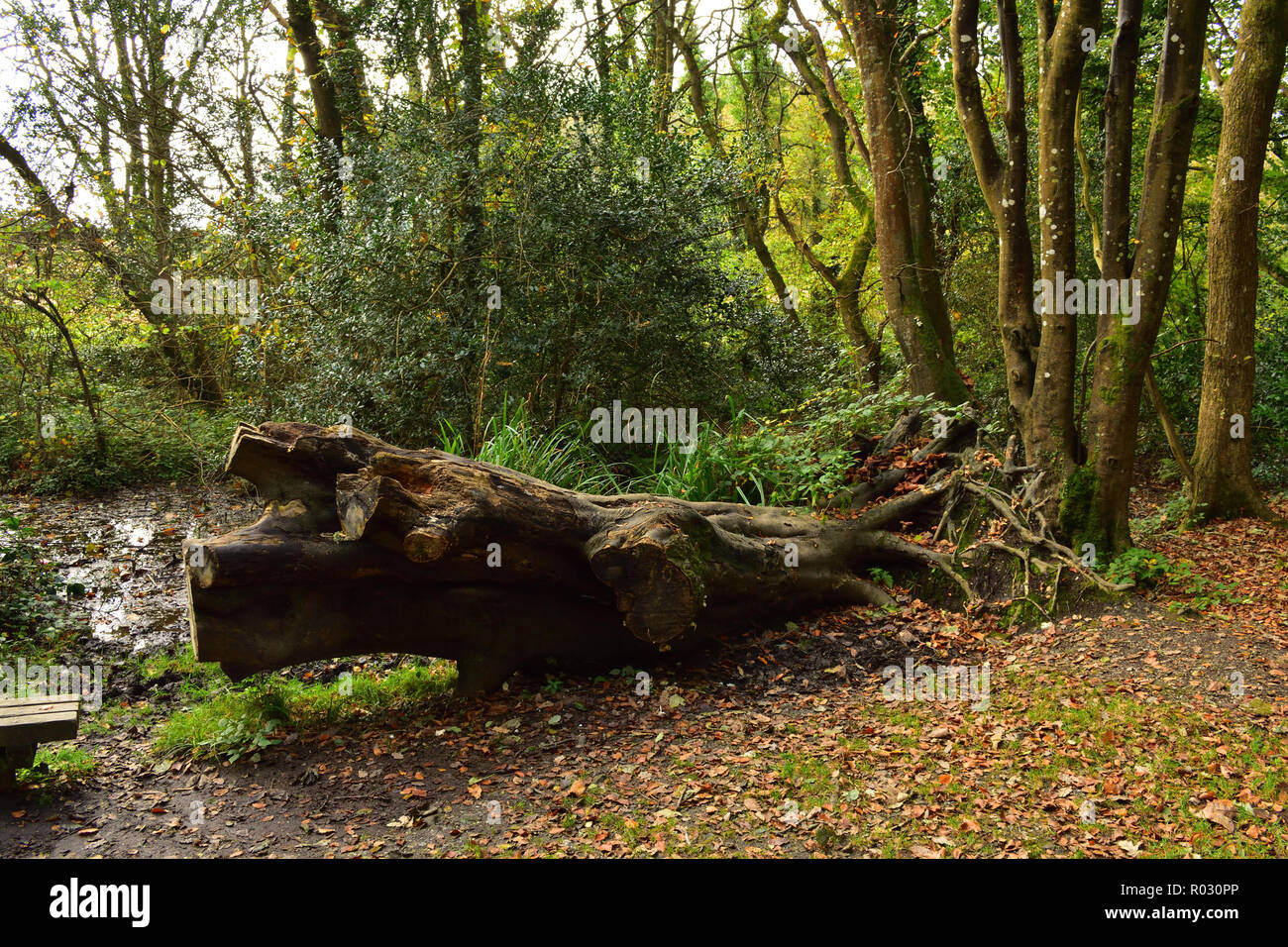 Cornwall in autumn hi-res stock photography and images - Alamy