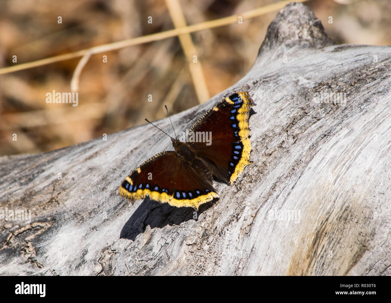 Butterfly on a sun filled day Stock Photo - Alamy