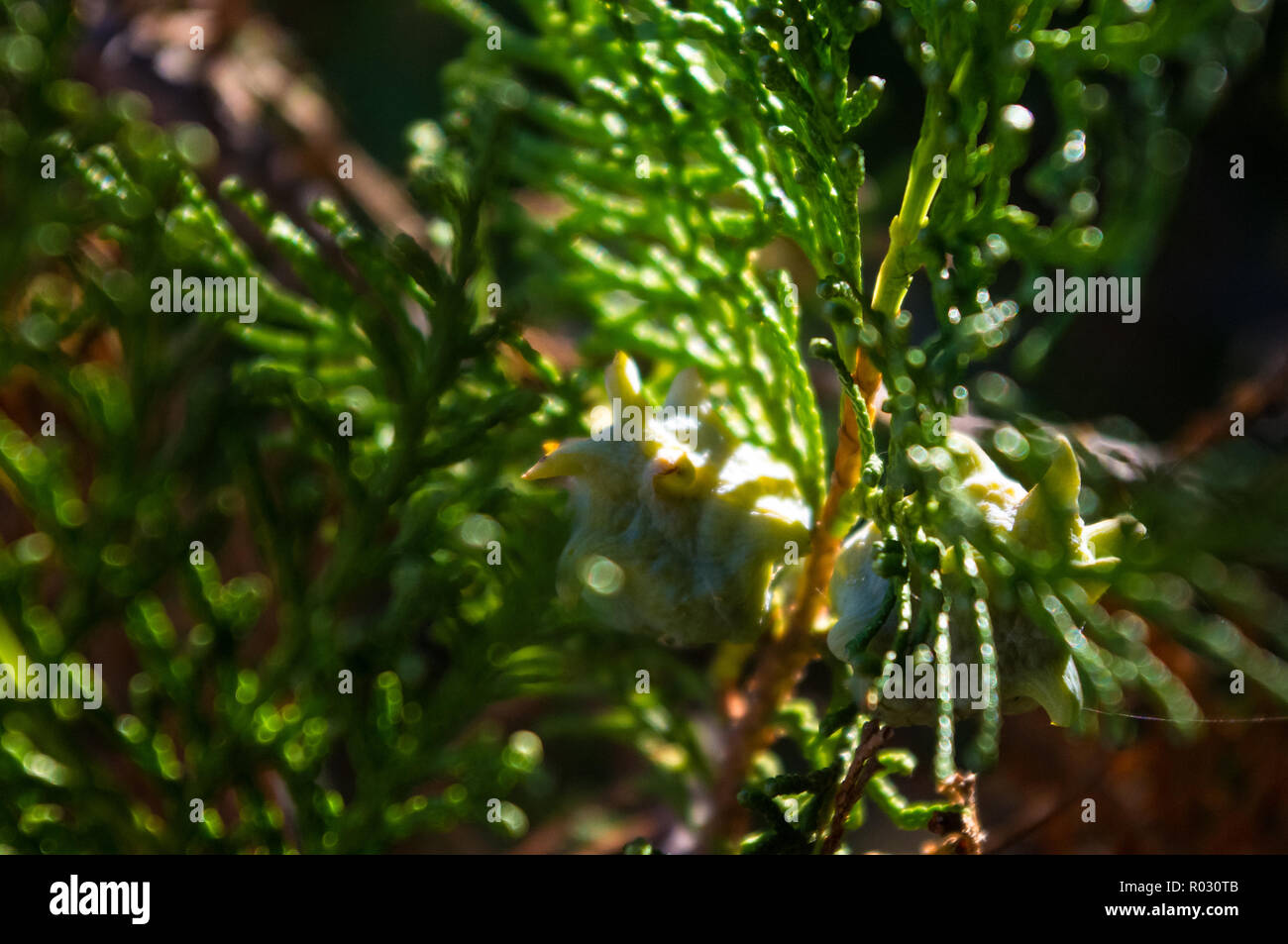 Incense cedar tree Calocedrus decurrens branch close up. Thuja cones branch pattern. Conifer ...