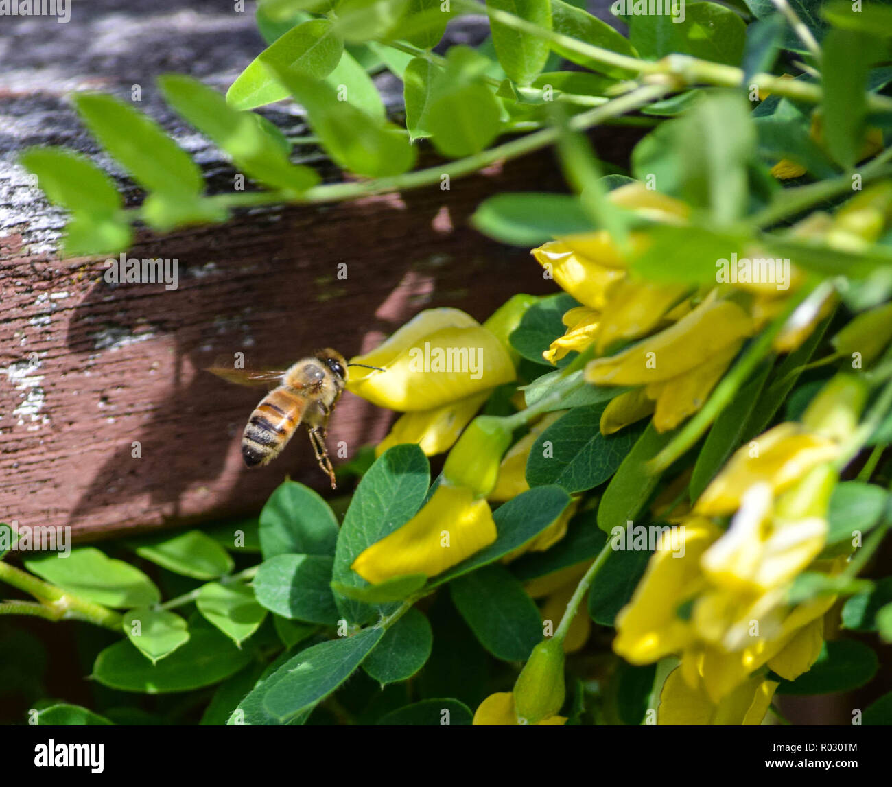 Bees in my garden hi-res stock photography and images - Alamy