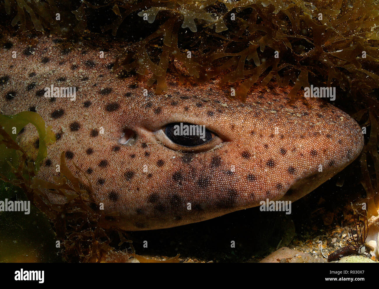 Digital CameraDogfish in the Helford River Estuary, Cornwall UK Stock ...