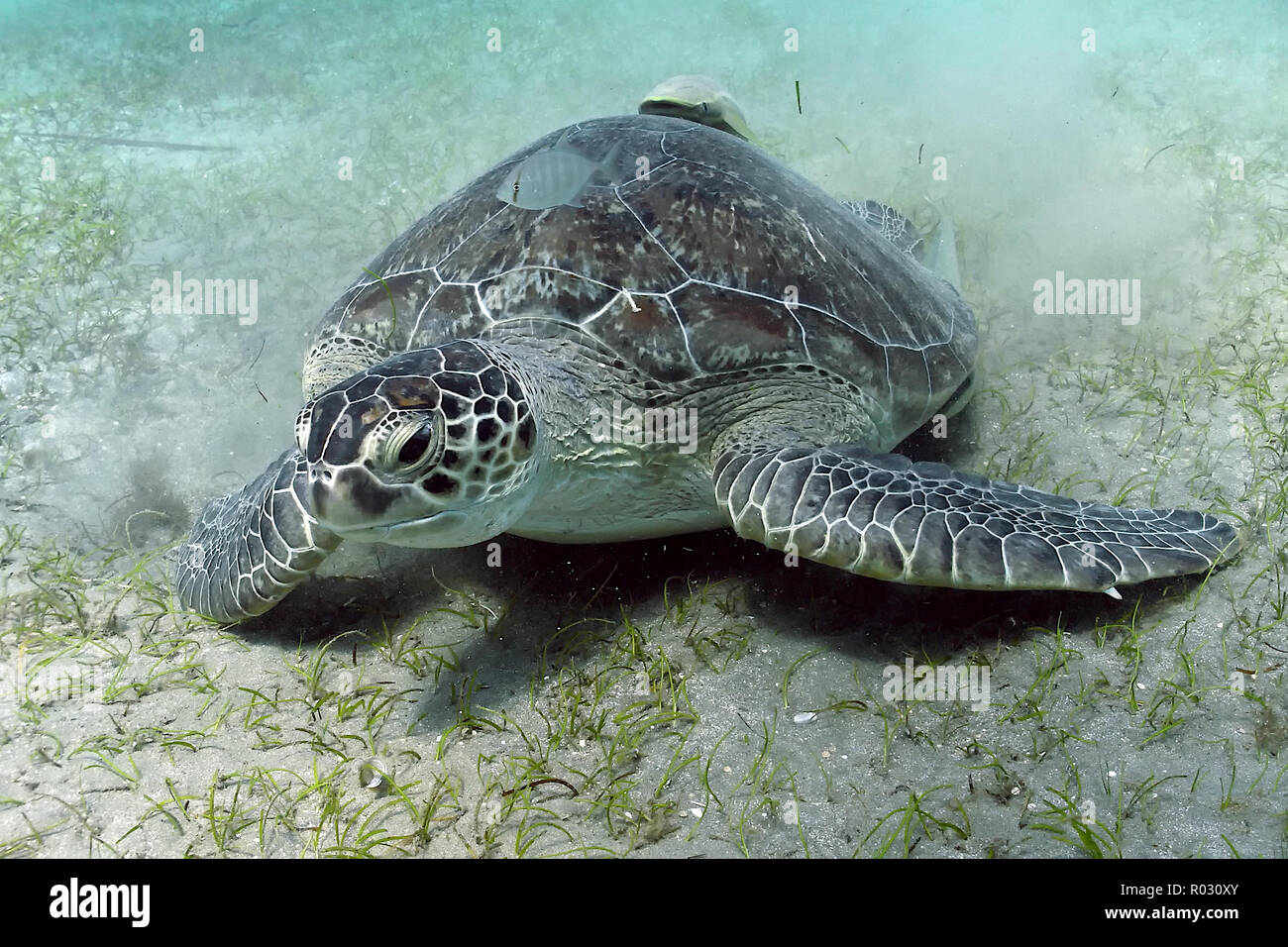 Green Turtle and Remora fish, Marsa Alam, Egypt Stock Photo - Alamy