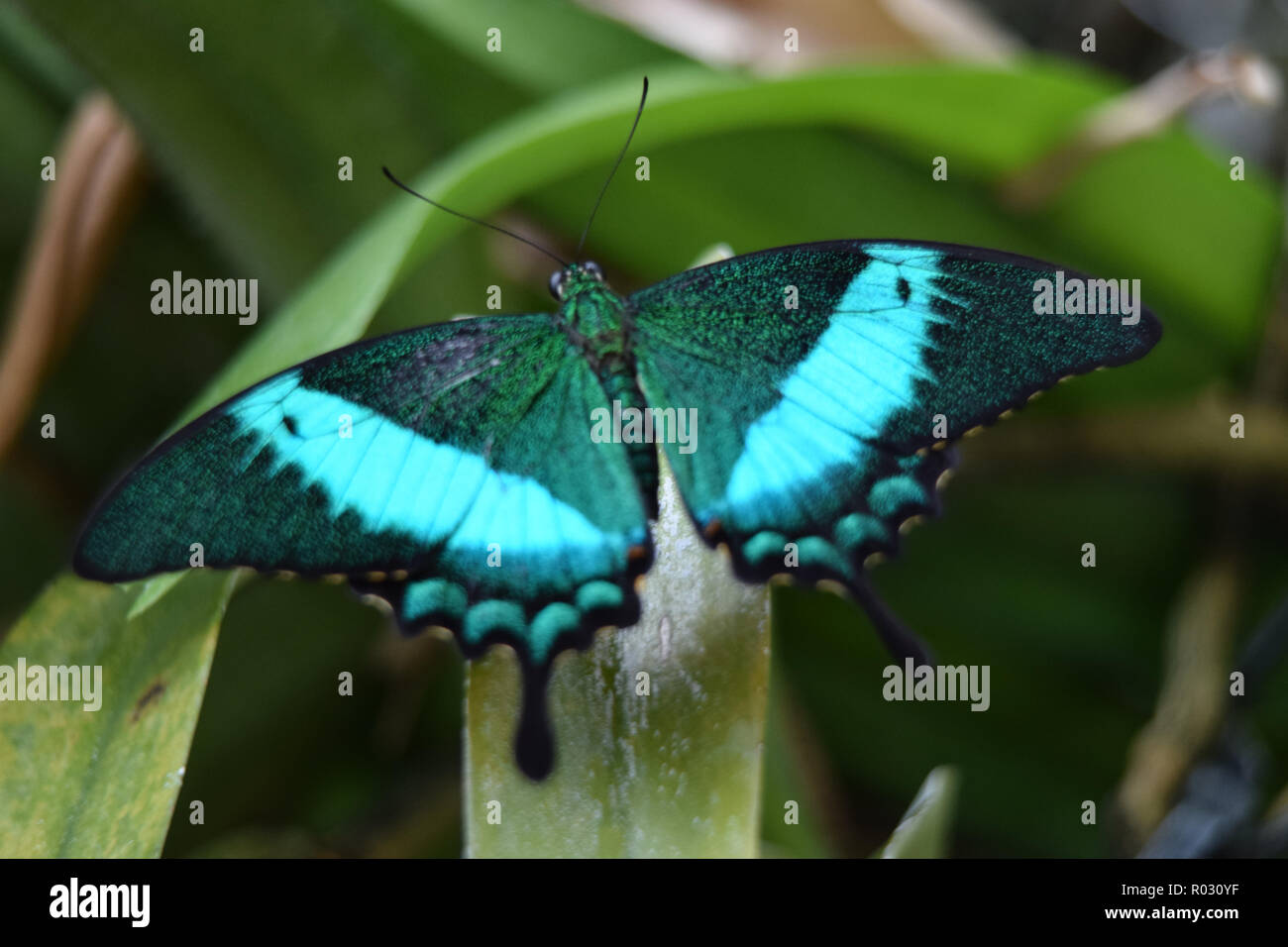 Hedylidae butterfly hi-res stock photography and images - Alamy