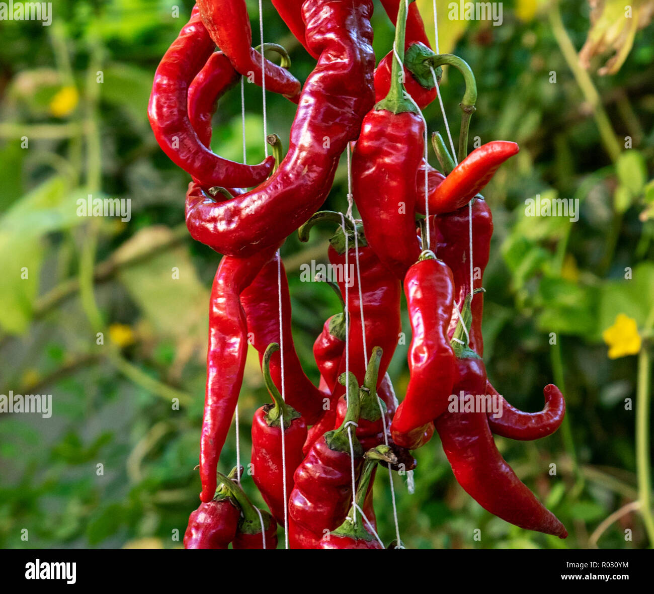 Raw rope hi-res stock photography and images - Alamy