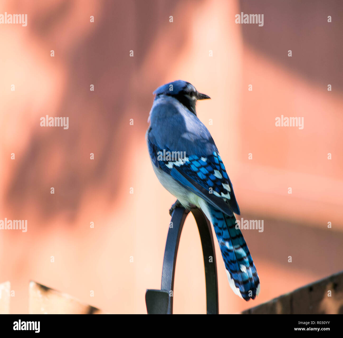 Blue jay flying hi-res stock photography and images - Alamy
