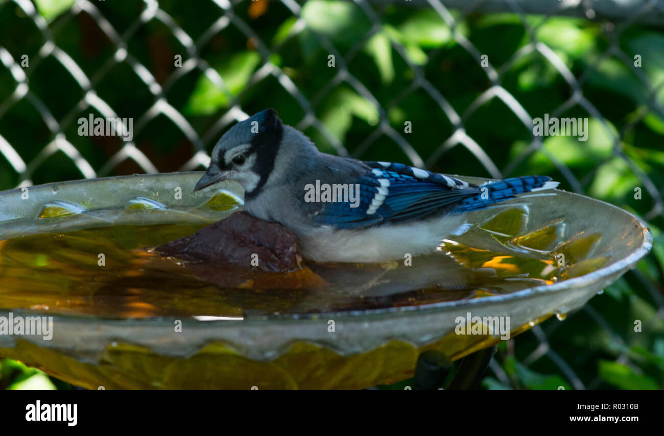 Blue jay flying hi-res stock photography and images - Alamy