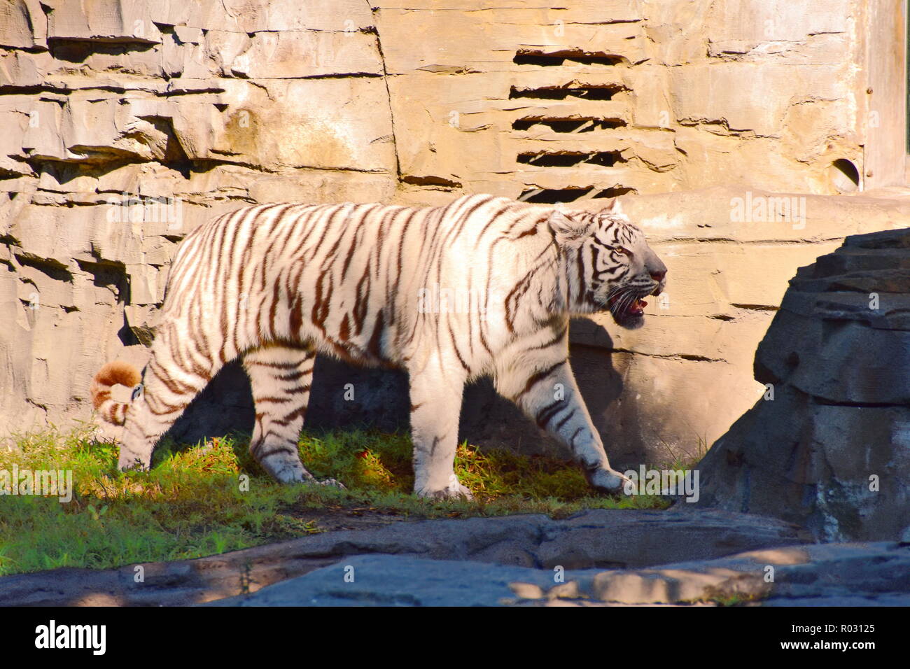 Tampa, Florida. October 25, 2018 . White tiger on rock wall background ...