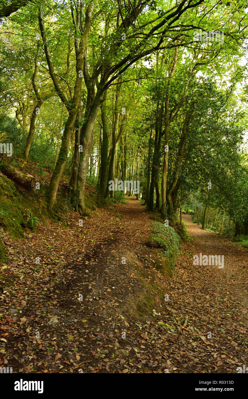 British Woodland in Autumn Stock Photo - Alamy