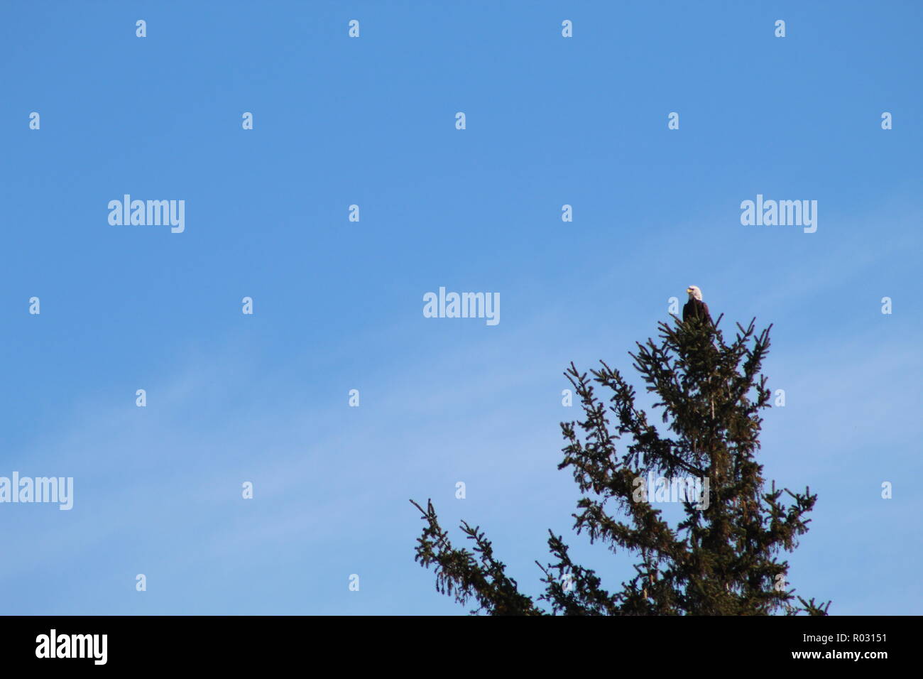 Eagle on the tree hi-res stock photography and images - Alamy