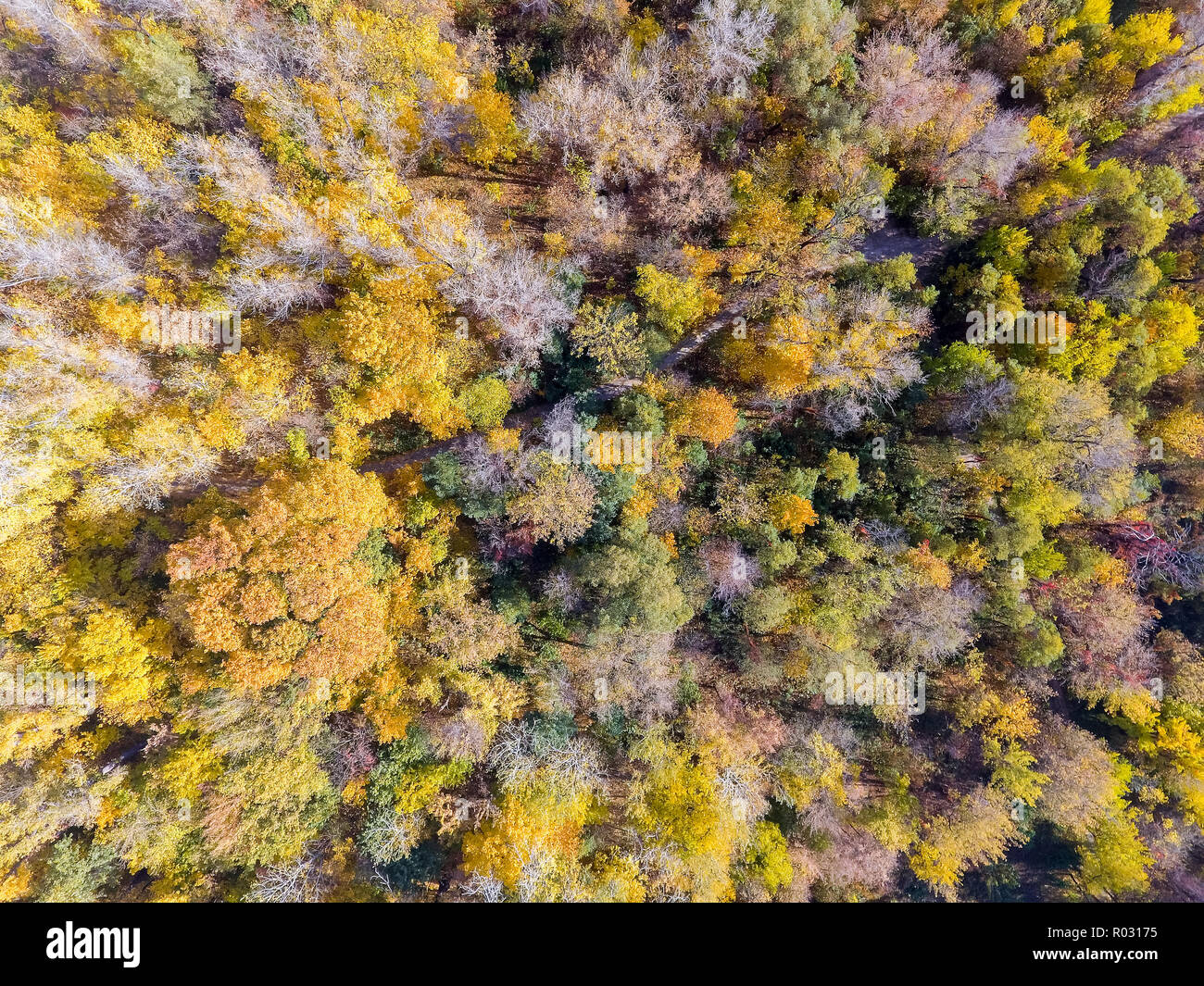 Fall Wood from above. Landscape Stock Photo - Alamy