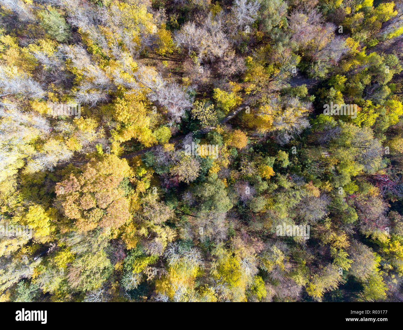 Fall Wood from above. Landscape. Aerial Stock Photo - Alamy
