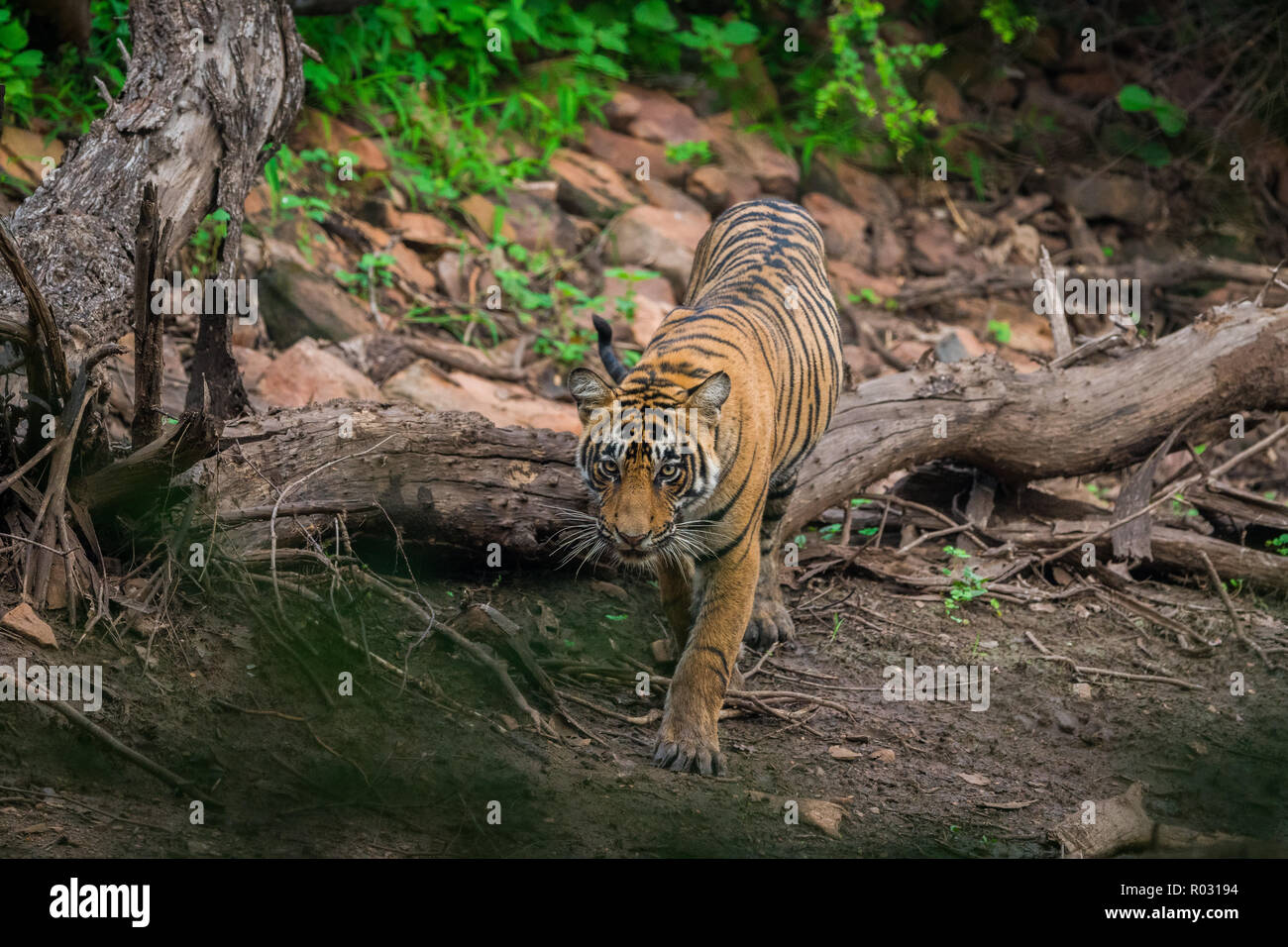 A tiger cub roaming around in her territory in a monsoon season at ...