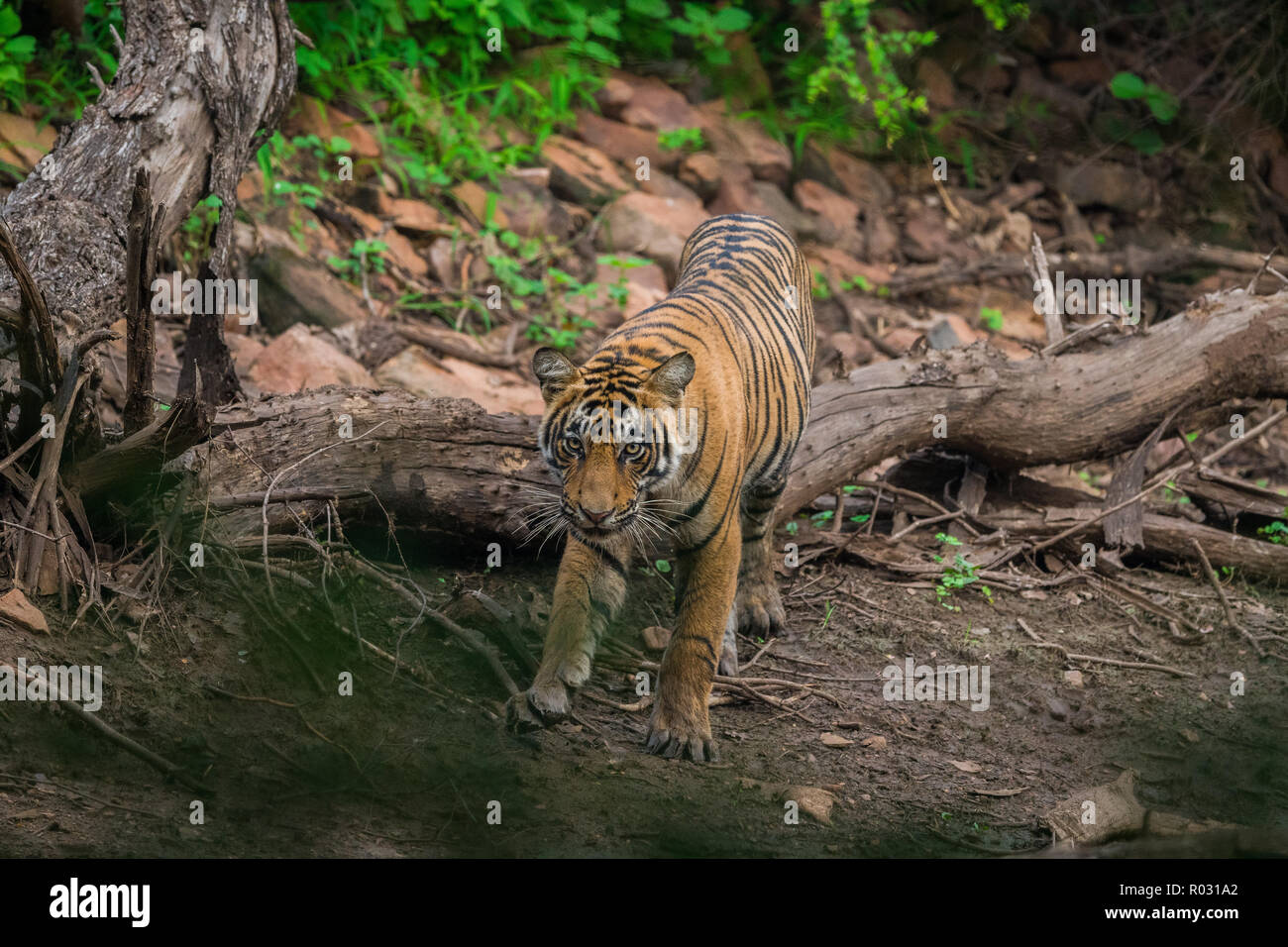 A tiger cub roaming around in her territory in a monsoon season at ...