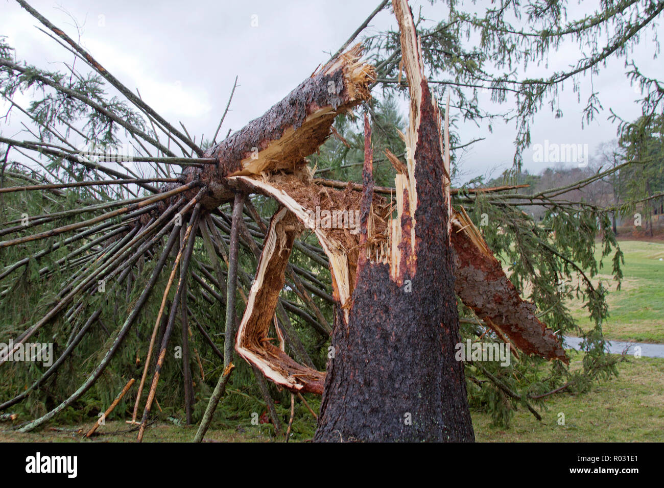 A tall pine tree with its trunk splintered and snapped in half by a ...