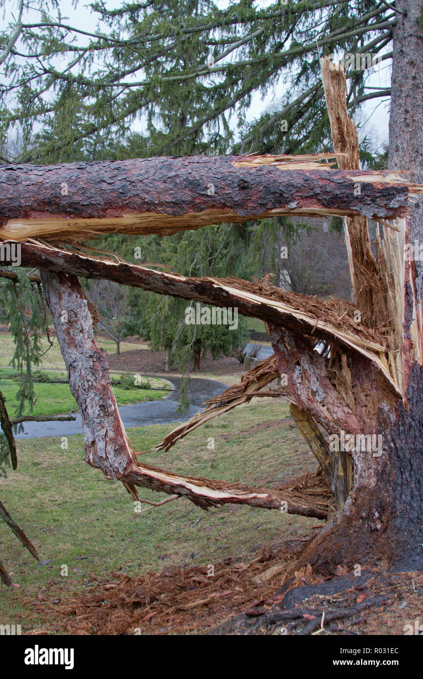Tree Snapped In Half High Resolution Stock Photography and Images - Alamy