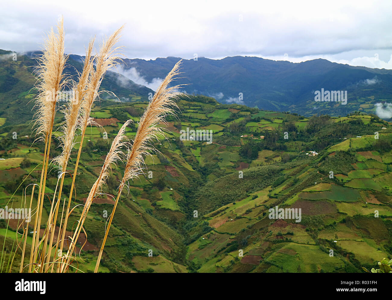 Pampas grasses hi-res stock photography and images - Alamy