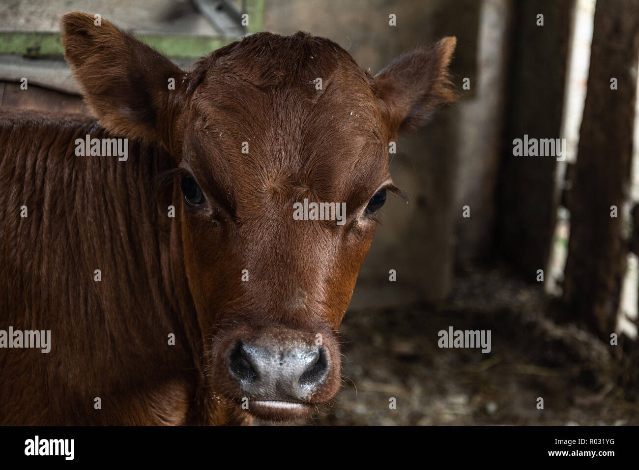 Cute calf cow standing at stall at farm countryside Stock Photo - Alamy