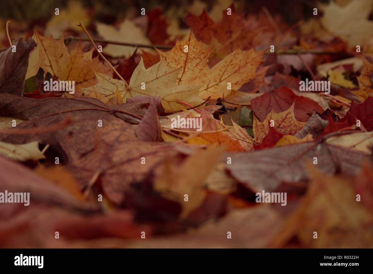colorful fallen autumn leaves on the ground Stock Photo - Alamy
