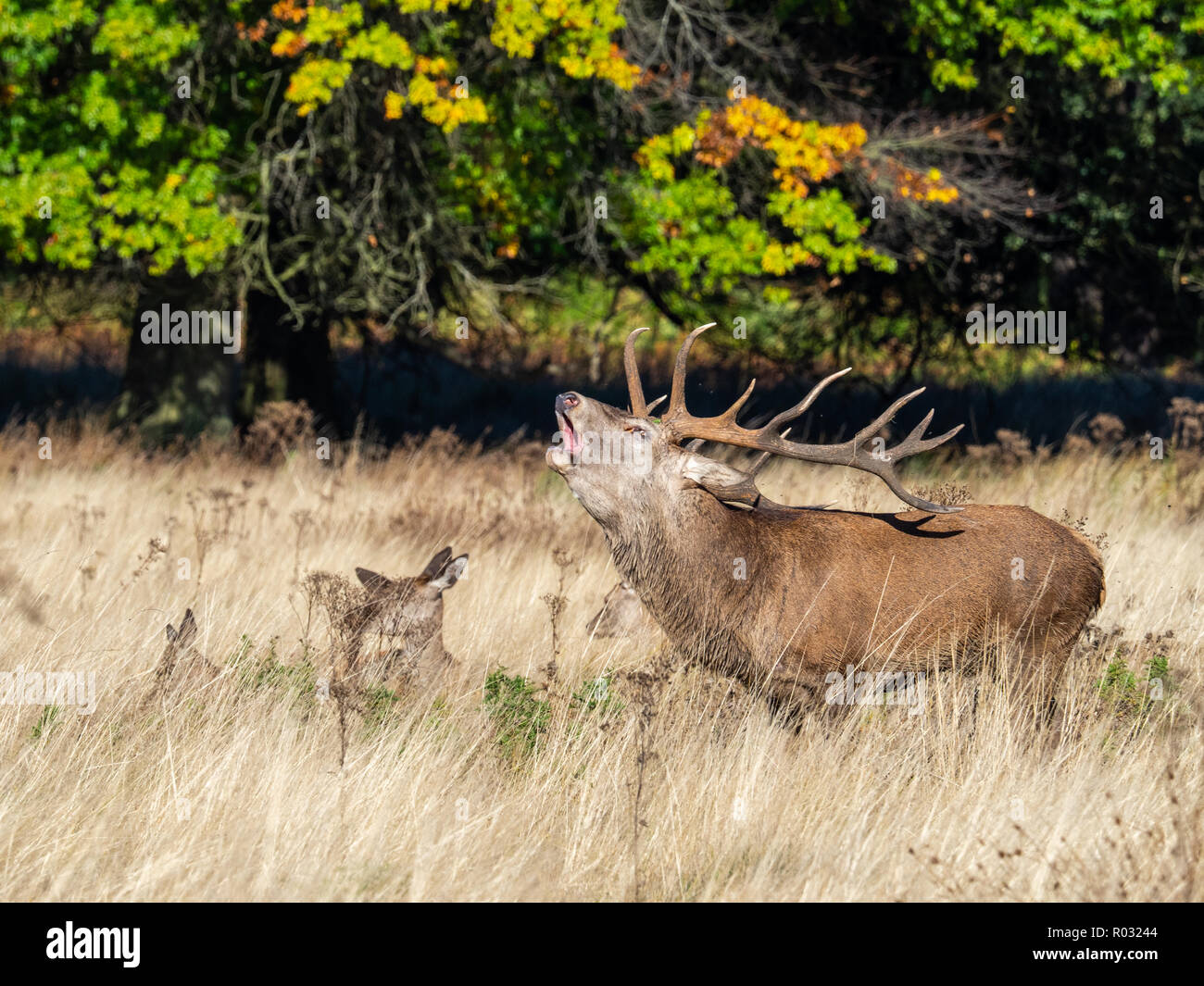Red Deer Stag Bellowing during the Rut Stock Photo - Alamy